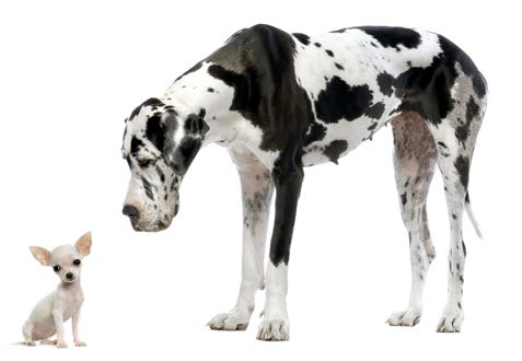 Working for a Large Company vs. Working for a Small Company: The Pros ...